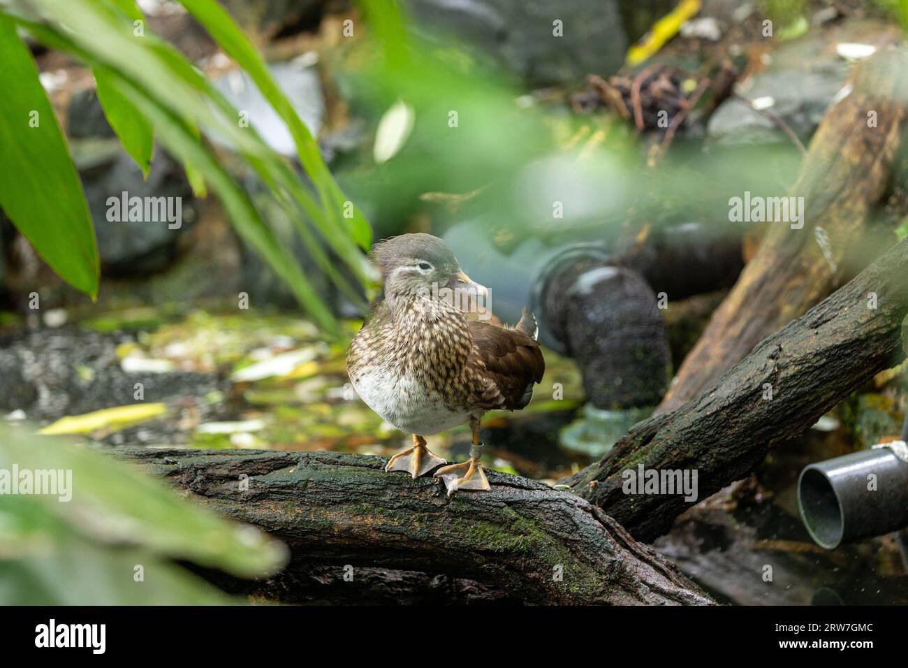 A lovely female Mandarin Duck, Aix galericulata, sighted in Dublin's ...