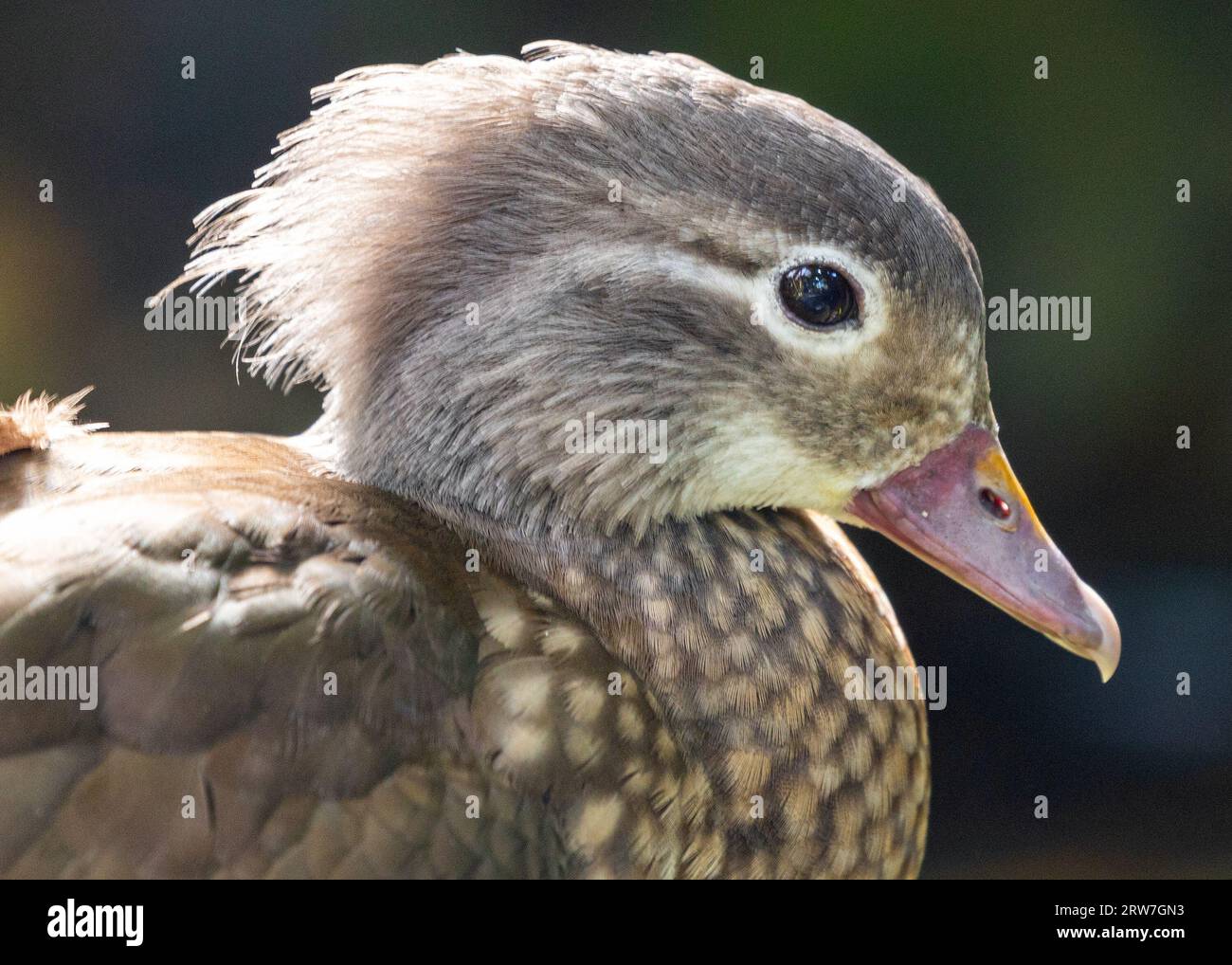 A lovely female Mandarin Duck, Aix galericulata, sighted in Dublin's ...