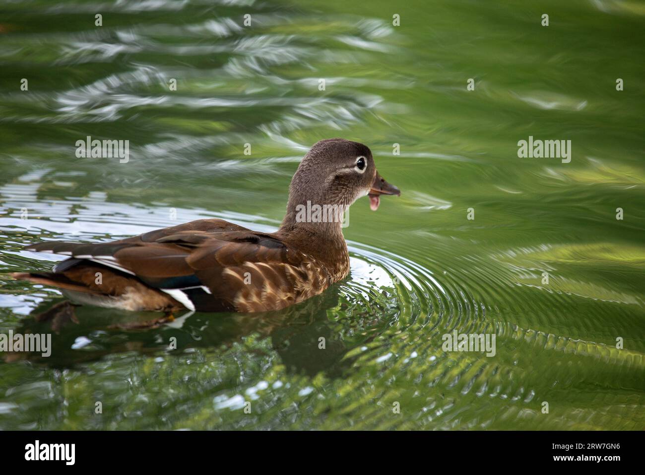 A lovely female Mandarin Duck, Aix galericulata, sighted in Dublin's ...