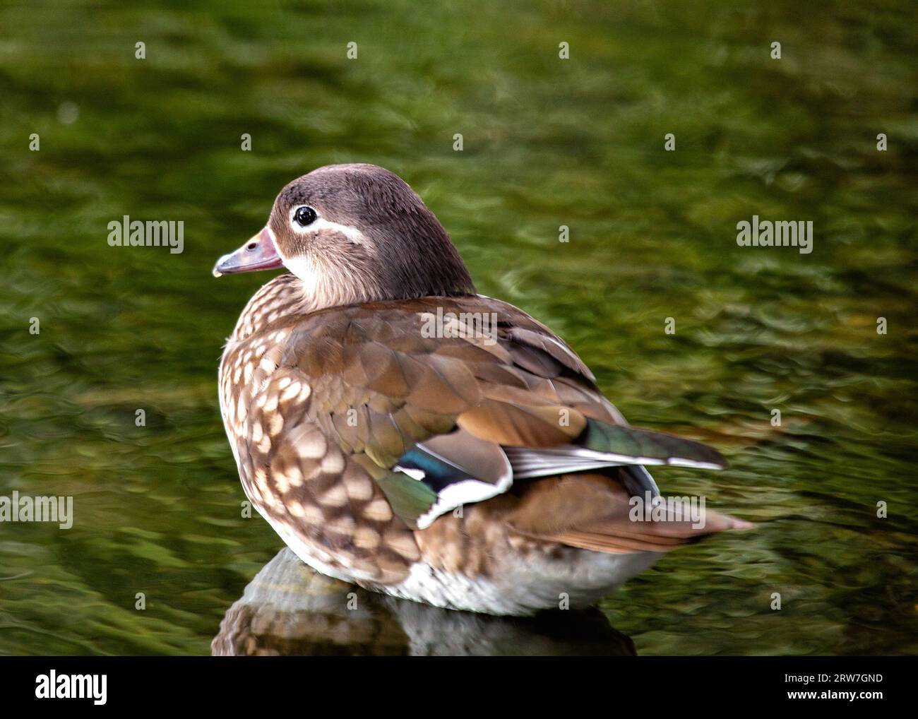 A lovely female Mandarin Duck, Aix galericulata, sighted in Dublin's ...