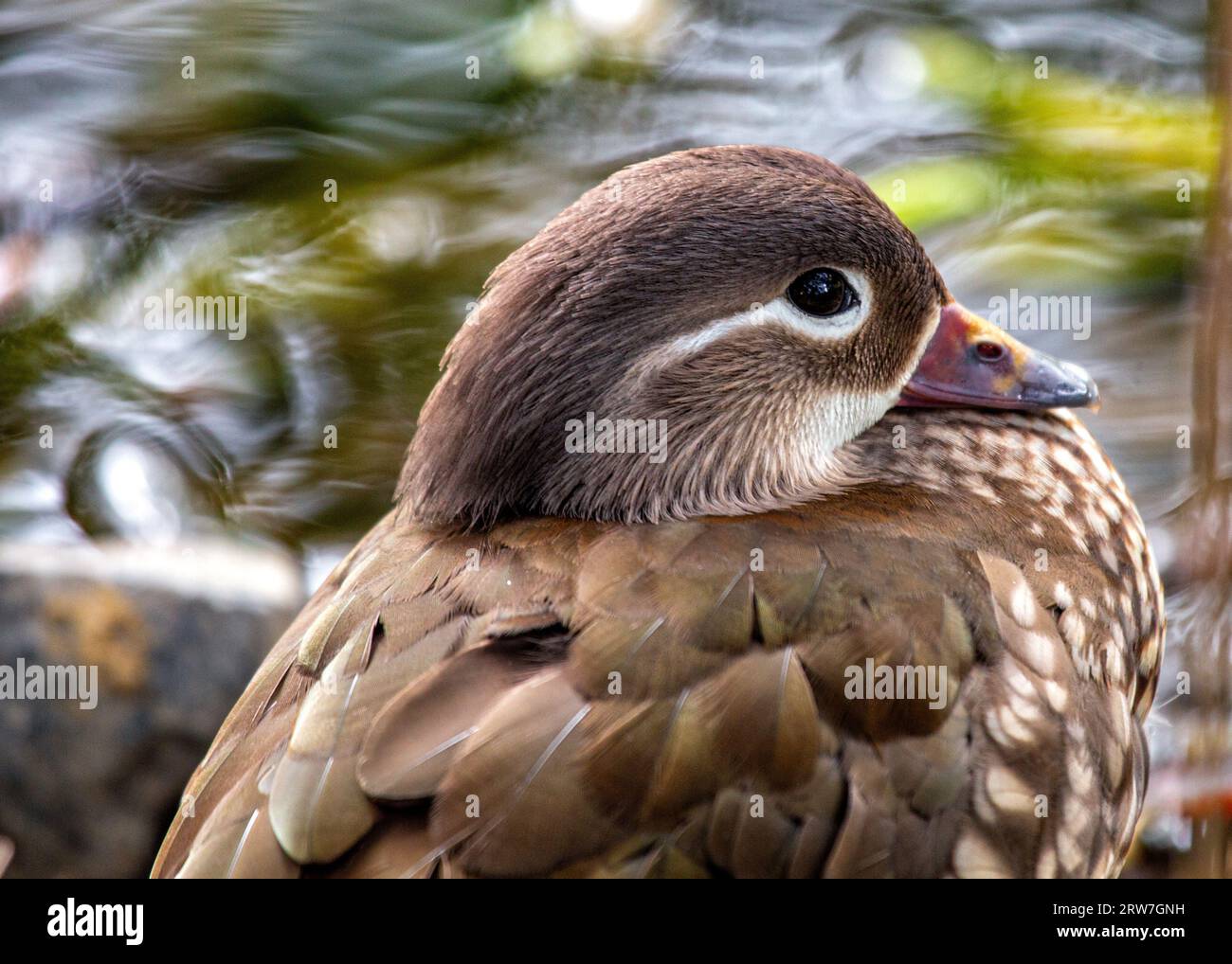 A lovely female Mandarin Duck, Aix galericulata, sighted in Dublin's ...