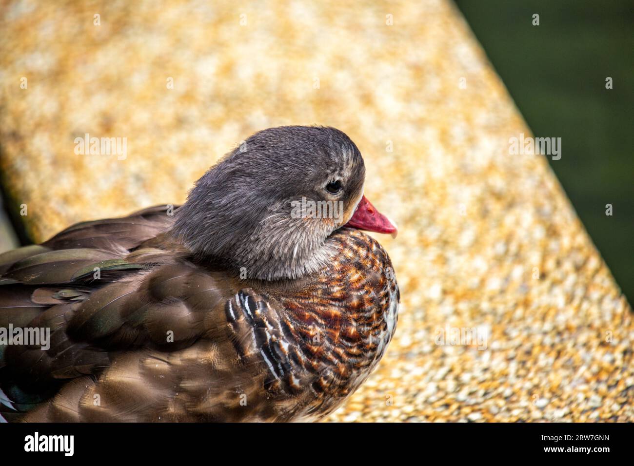 A lovely female Mandarin Duck, Aix galericulata, sighted in Dublin's ...