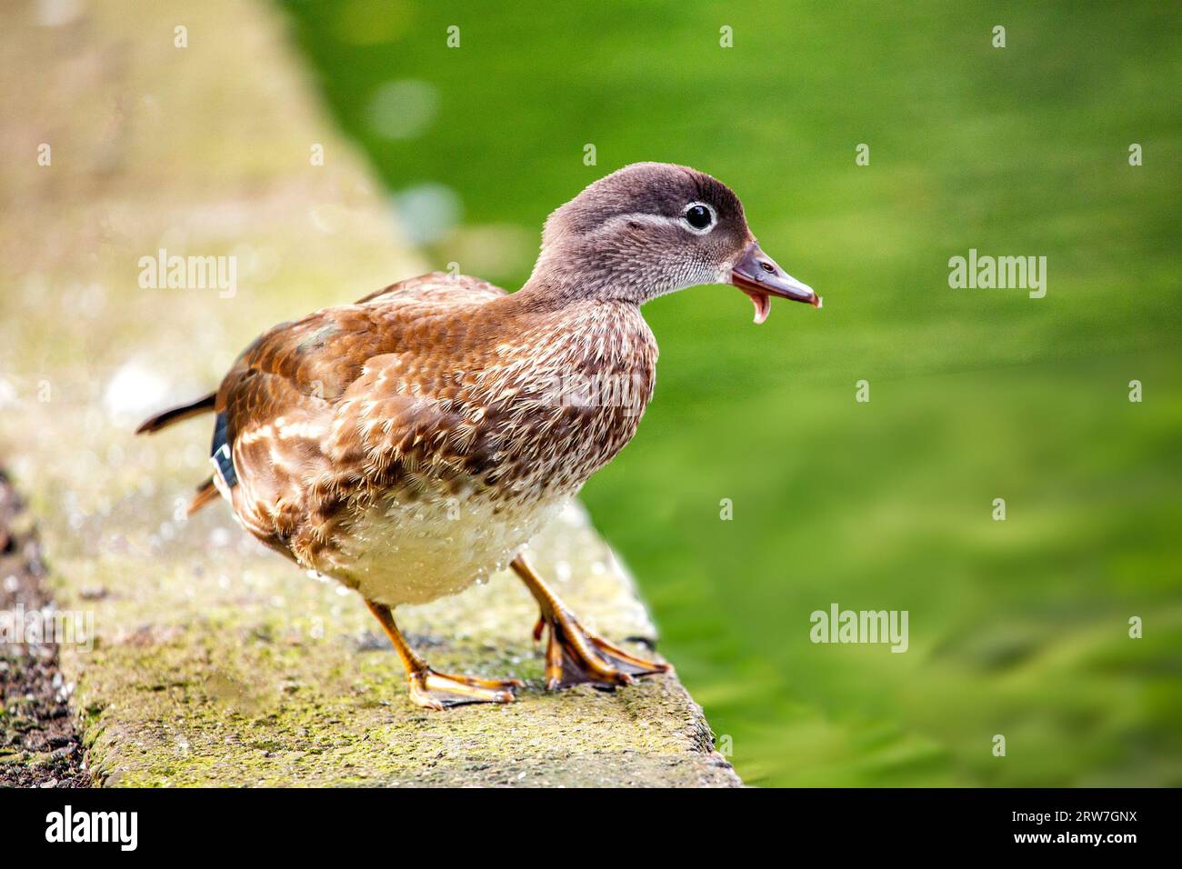 A lovely female Mandarin Duck, Aix galericulata, sighted in Dublin's ...