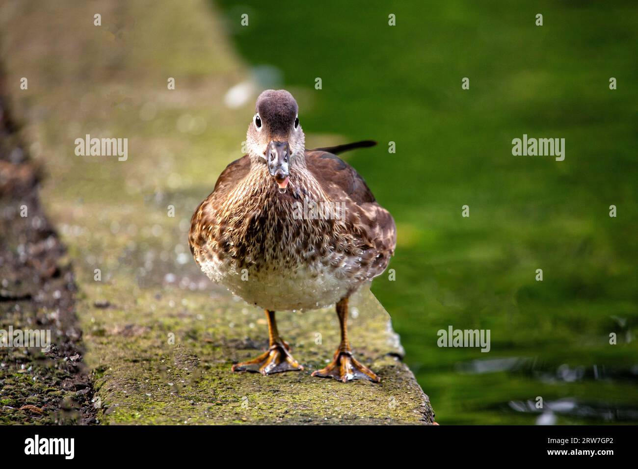 A lovely female Mandarin Duck, Aix galericulata, sighted in Dublin's ...