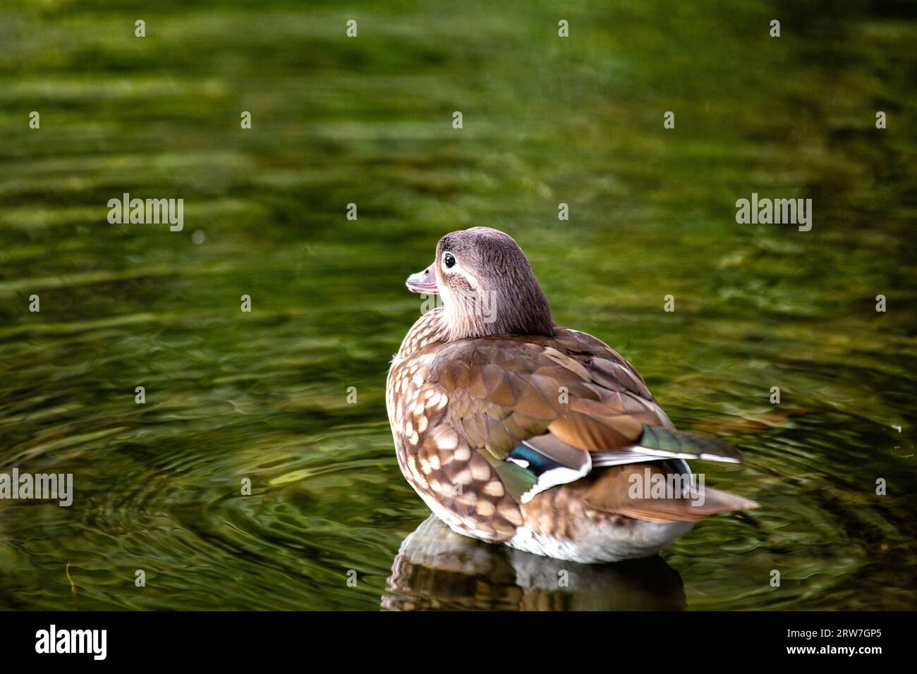 A lovely female Mandarin Duck, Aix galericulata, sighted in Dublin's ...