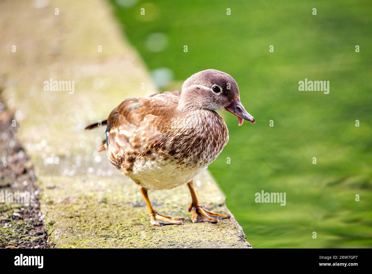 A lovely female Mandarin Duck, Aix galericulata, sighted in Dublin's ...