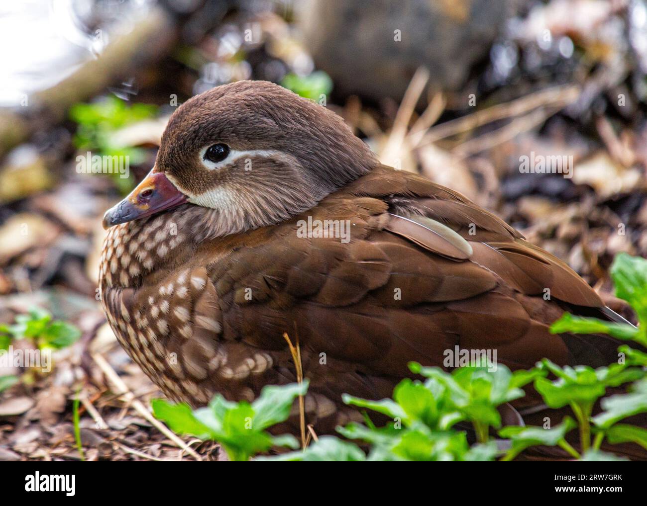 A lovely female Mandarin Duck, Aix galericulata, sighted in Dublin's ...