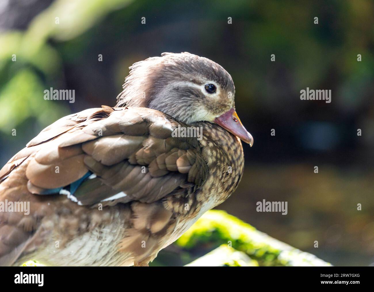 A lovely female Mandarin Duck, Aix galericulata, sighted in Dublin's ...