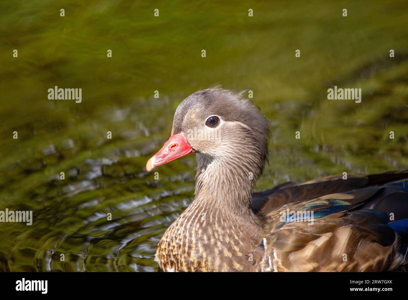A lovely female Mandarin Duck, Aix galericulata, sighted in Dublin's ...