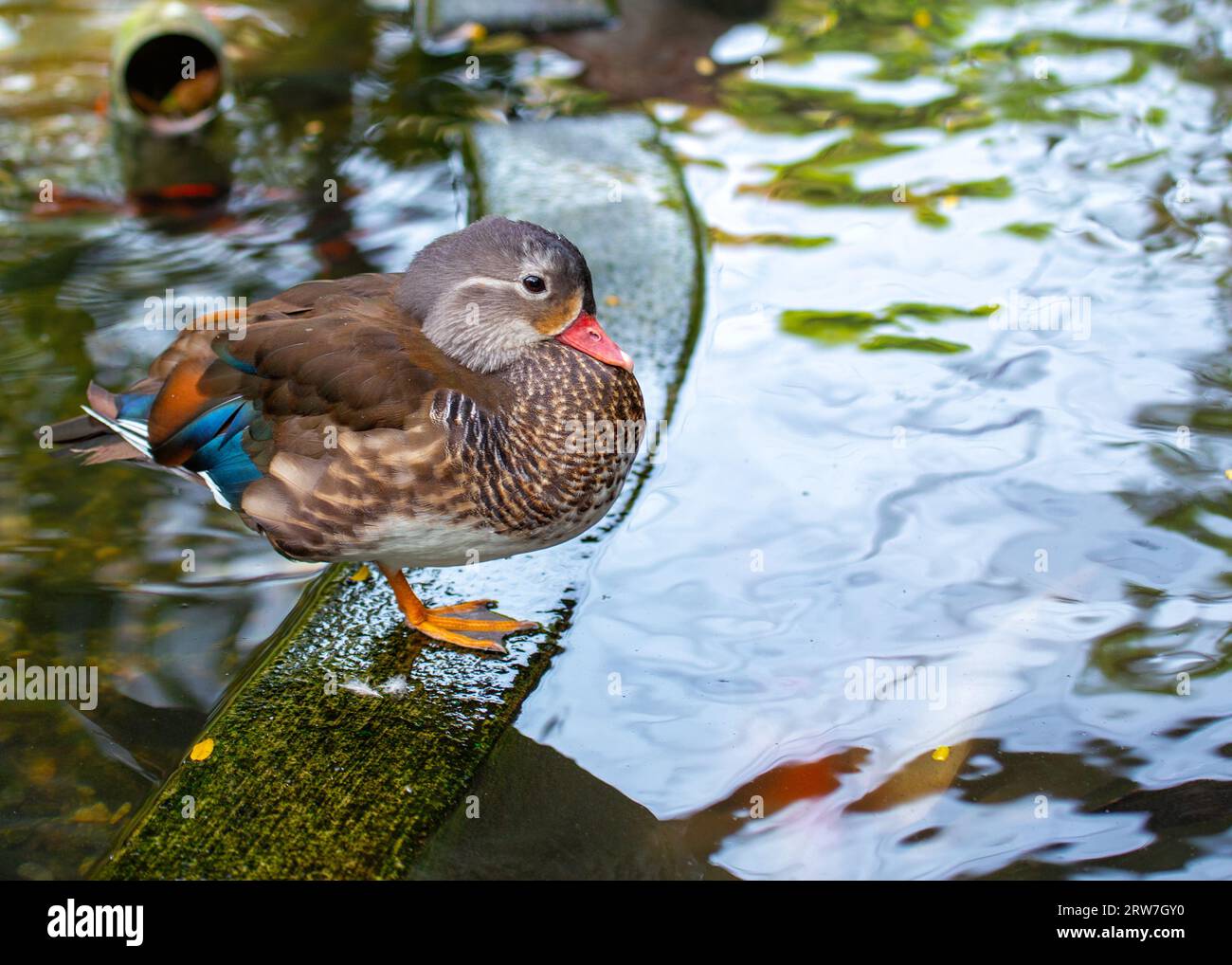 A vibrant male Mandarin Duck, Aix galericulata, beautifully captured at ...