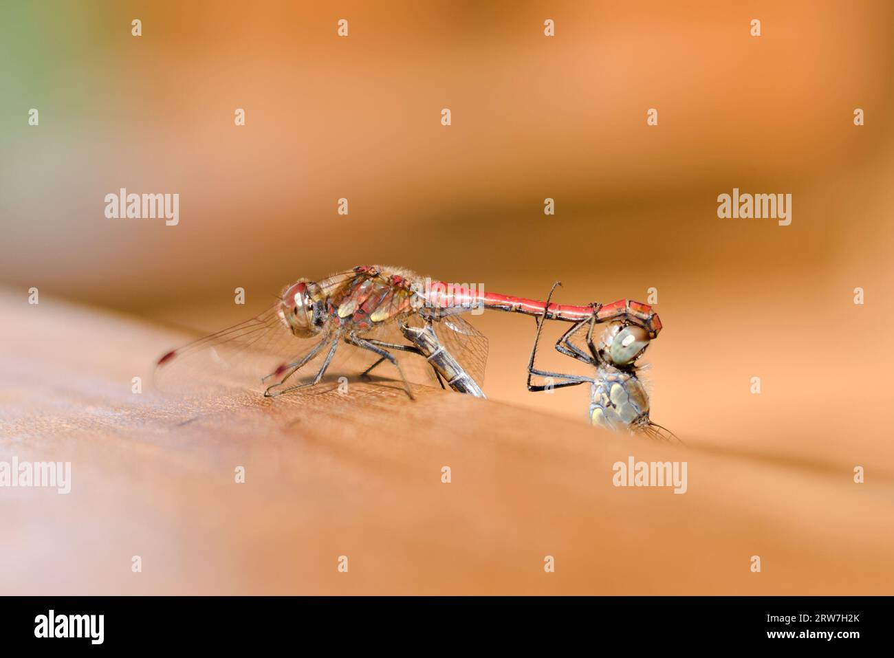 Dragonfly mating hi-res stock photography and images - Alamy
