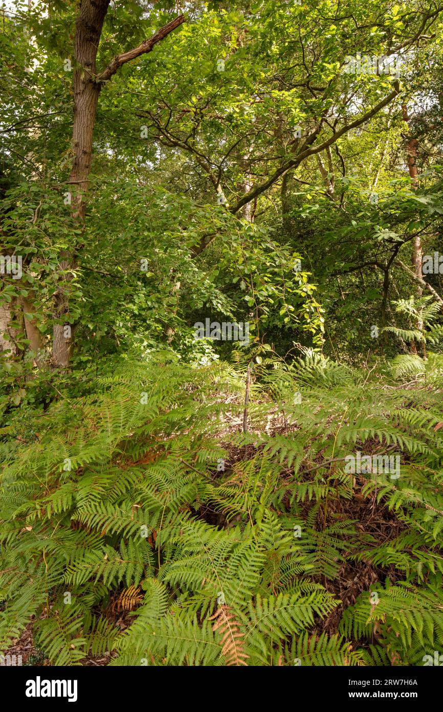 Natural semi close up environmental plant portrait showing intimate ...