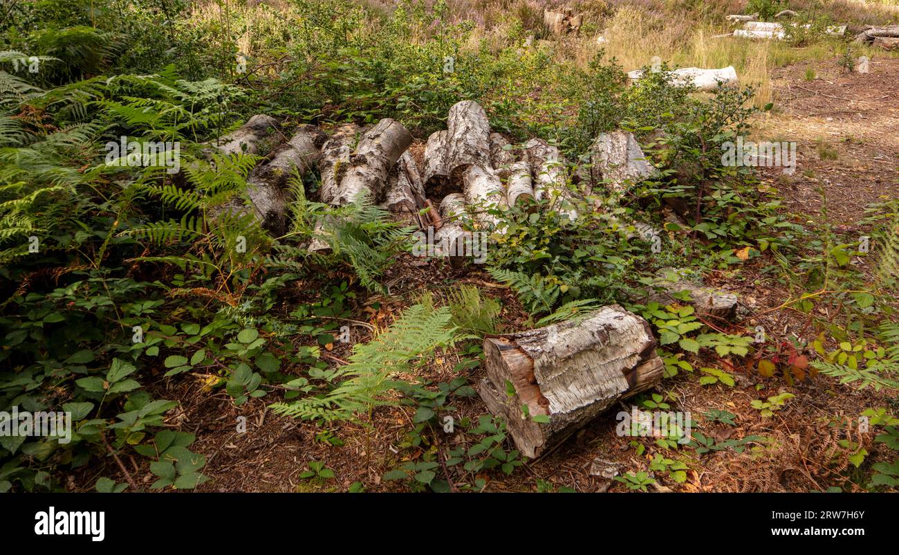 Charles darwins landscape laboratory hi-res stock photography and ...