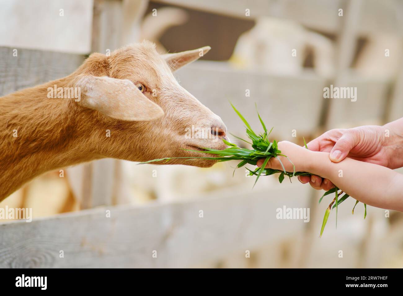 With gentle hands, the woman and the child provide nourishment to the ...