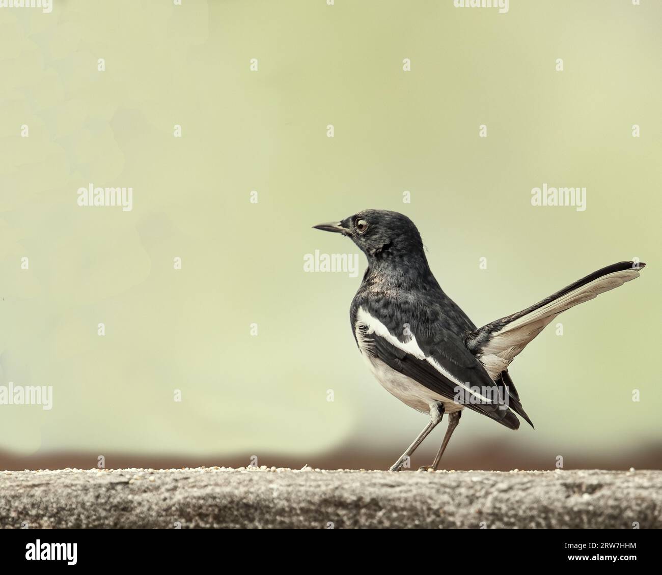 Tails up hi-res stock photography and images - Alamy