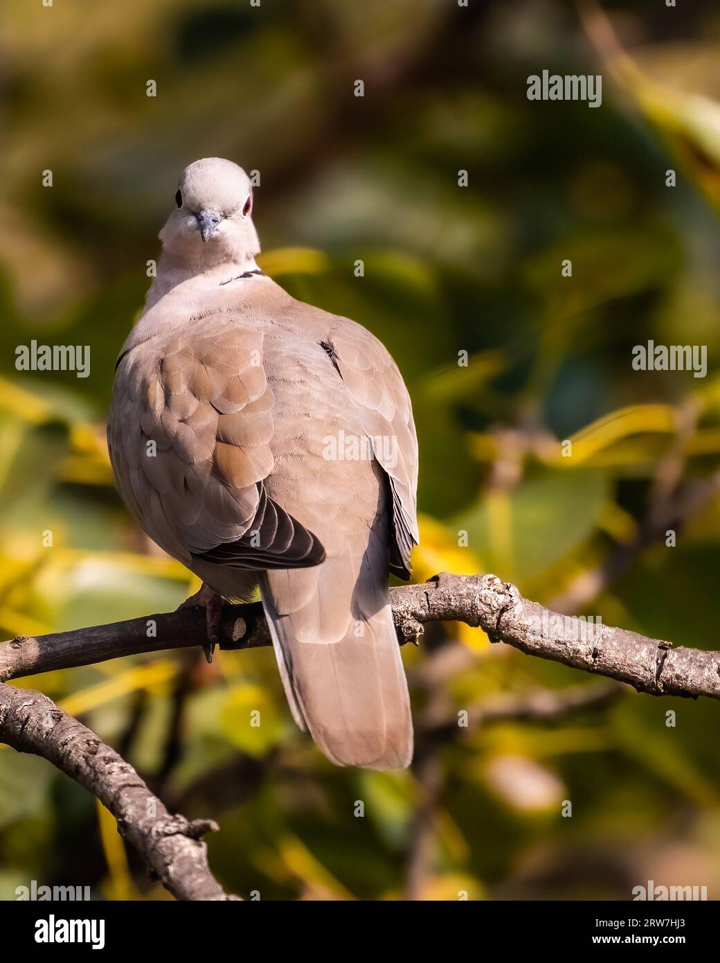 A Collared Dove tilting its head at 180 Stock Photo - Alamy