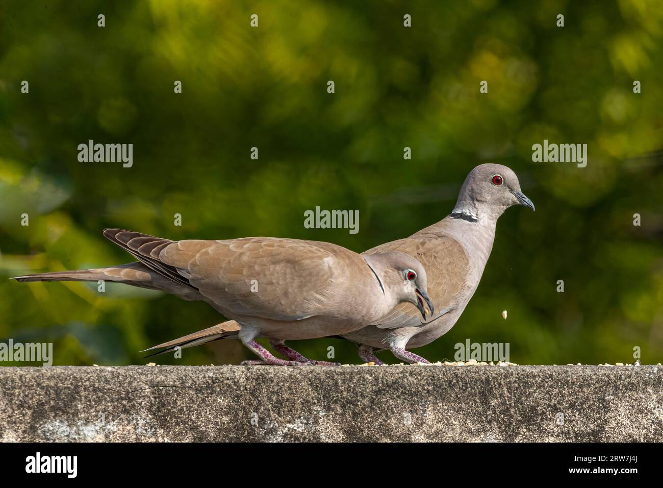 Black white collared neck hi-res stock photography and images - Alamy