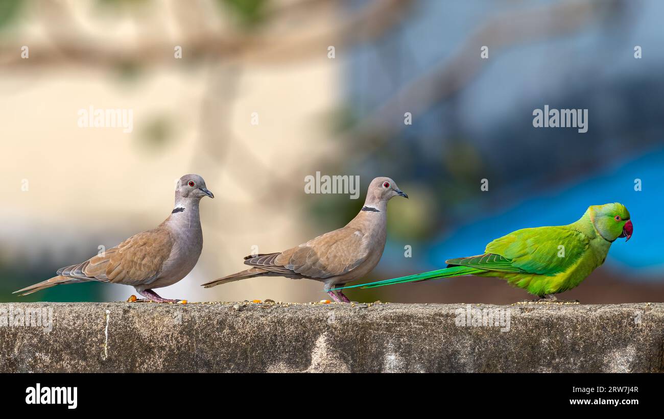 A Parade of Rose Ringed parrot and collared dove Stock Photo - Alamy