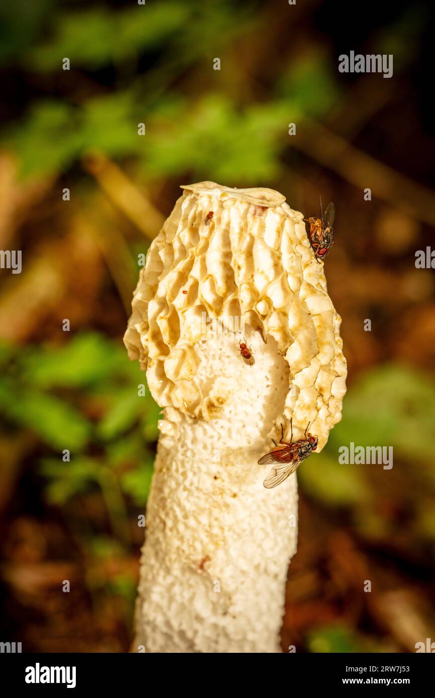 Natural close up fungi portrait of Stinkhorn, Phallaceae, in early ...