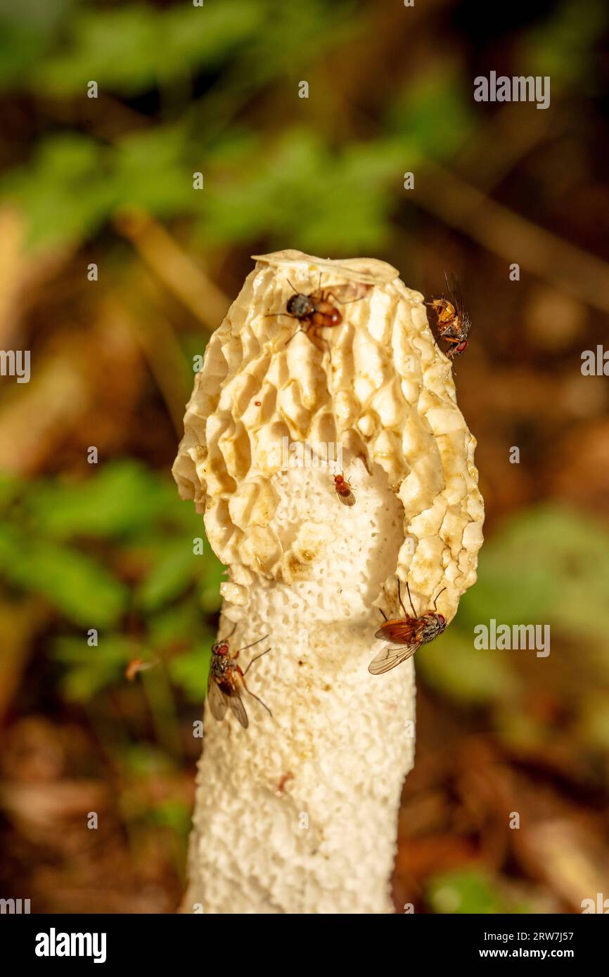 Sticky spore masses hi-res stock photography and images - Alamy