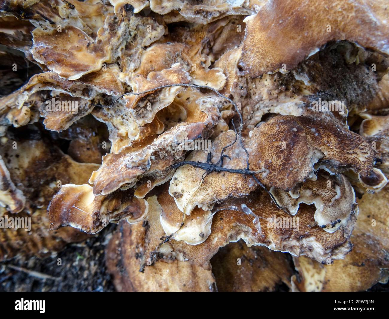 Strikingly textured and colourful natural still life of bracket fungi ...