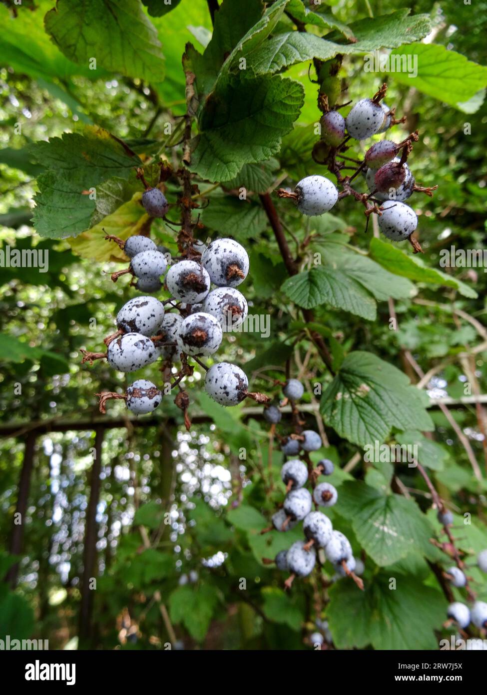 Natural close up flowering plant portrait showing berries of the Ribes ...
