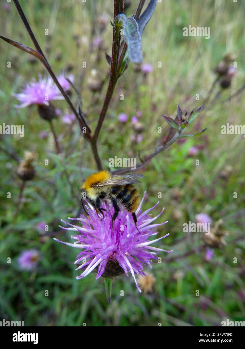 Natural close up wildlife representation of Bee on thistle-like flower ...