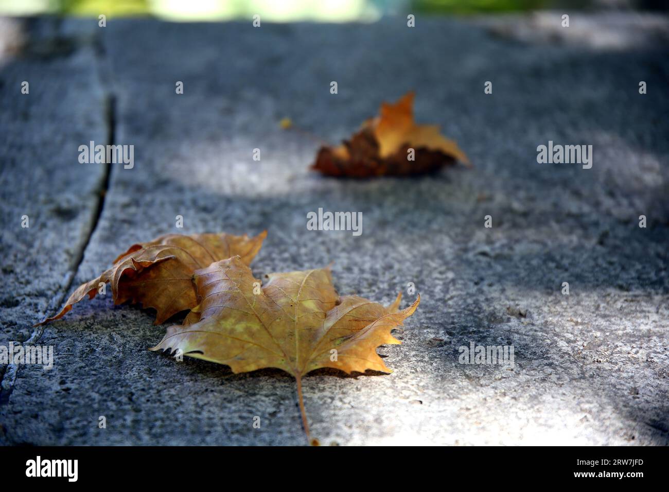Set of dry leaves with their veins in evidence on a rough damaged ...