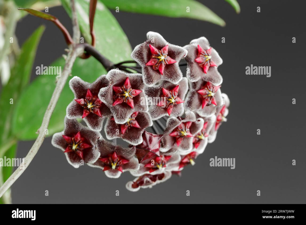 Hoya pubicalyx hoya pubicalyx hi-res stock photography and images - Alamy
