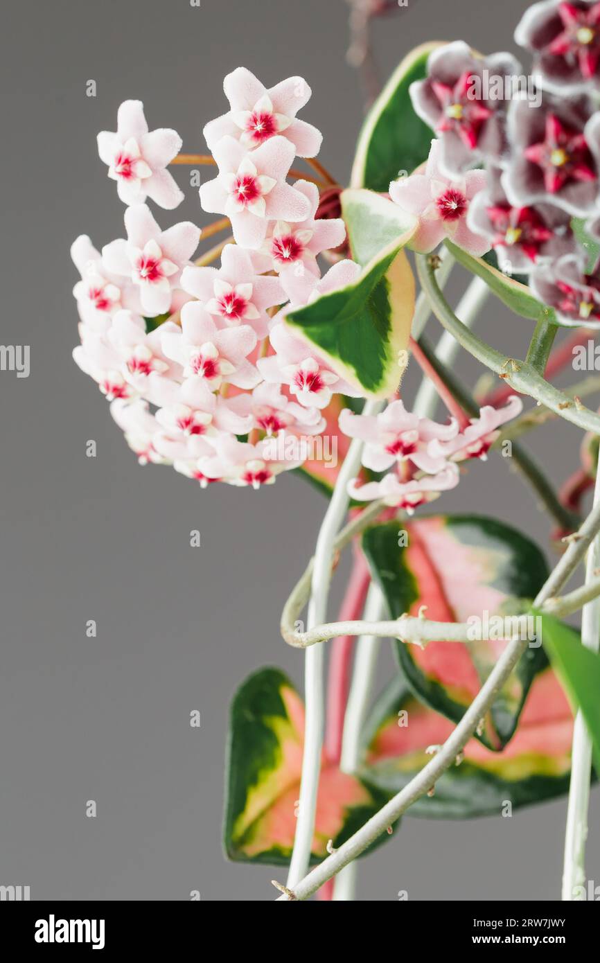 Hoya Carnosa Tricolor Potted Plant in Bloom. Hoya Krimson Queen Pink ...