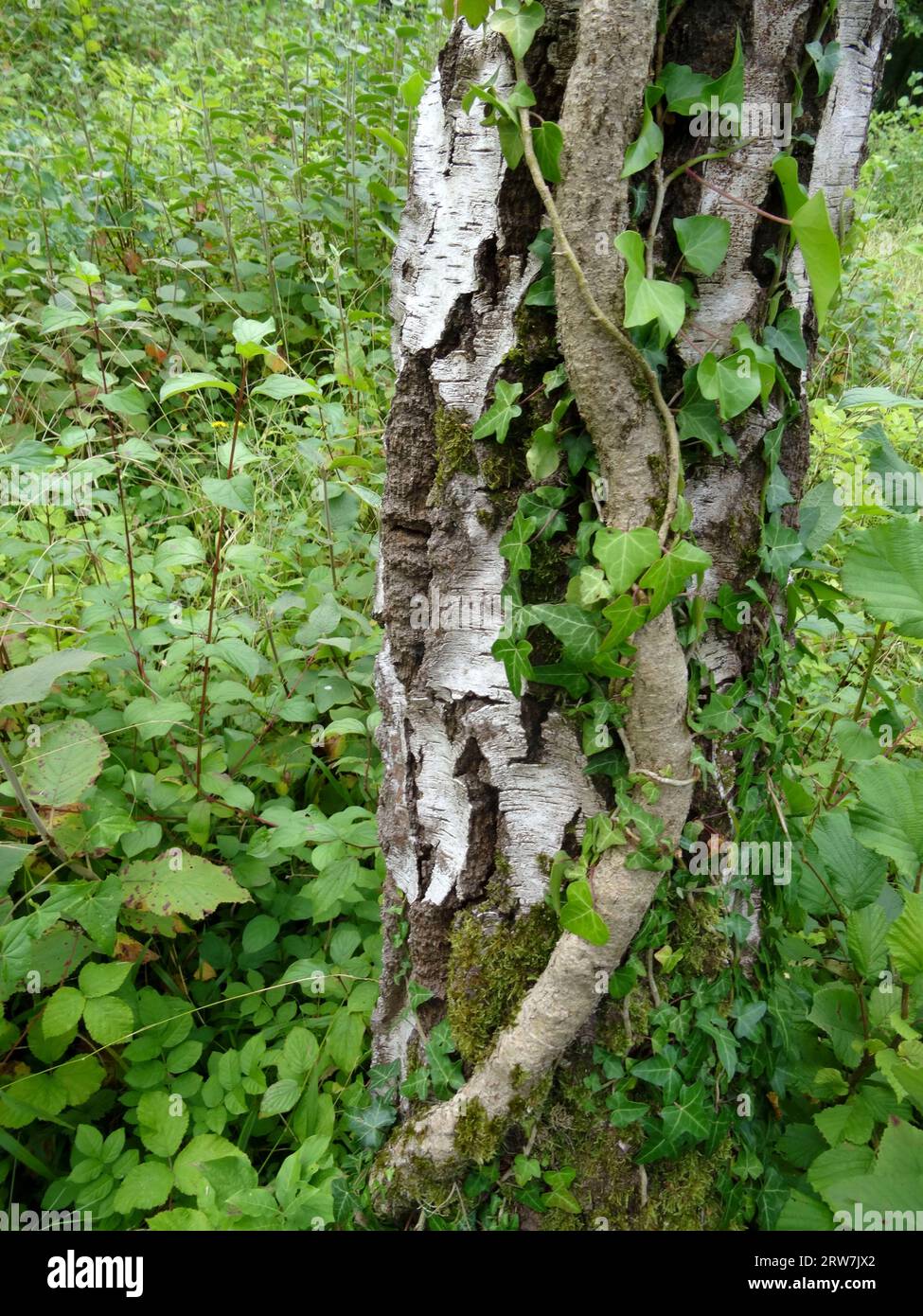 Natural semi close up environmental plant portrait showing intimate ...