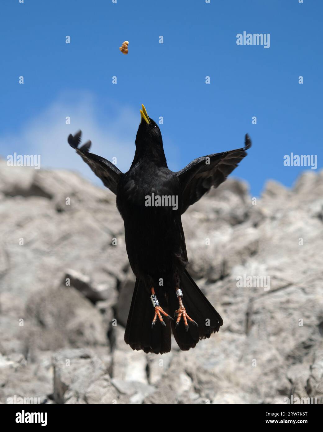 portrait of a small bird demonstrating its agility to catch small ...