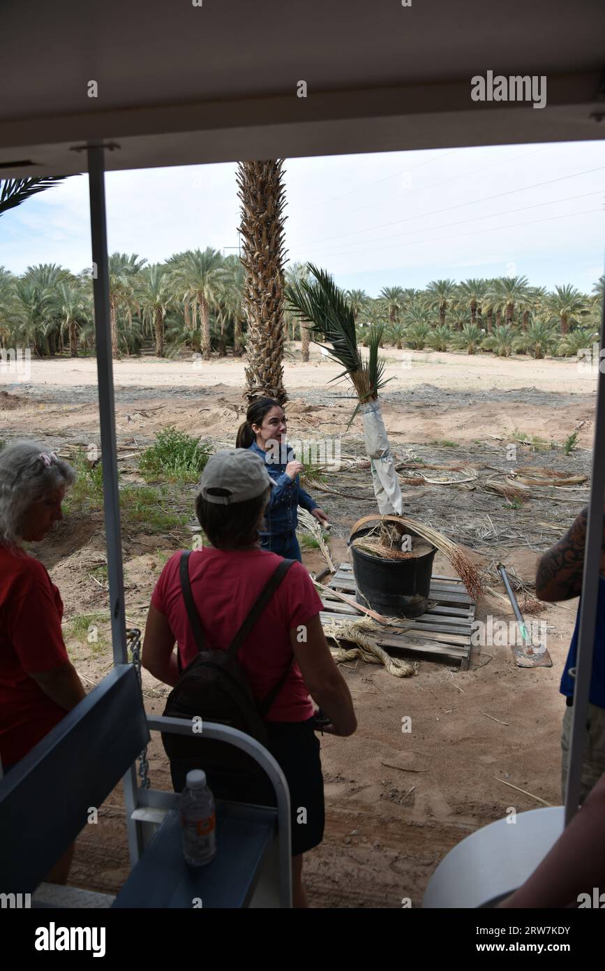 Yuma, AZ USA. 3/14/2023. Martha’s Gardens Medjool Date Farm was founded ...
