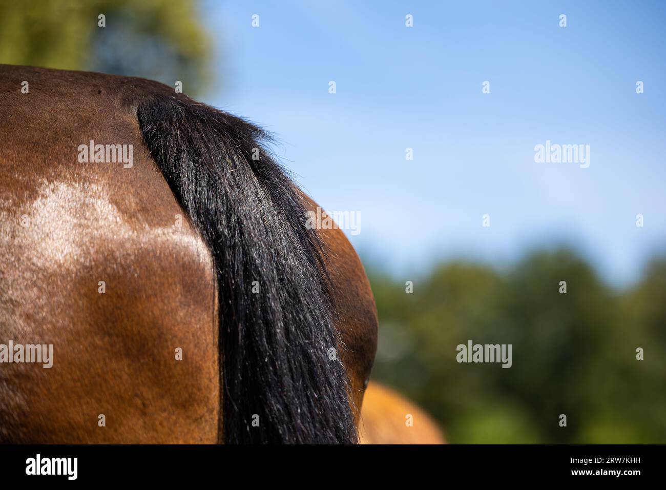 Stallion harness hi-res stock photography and images - Alamy