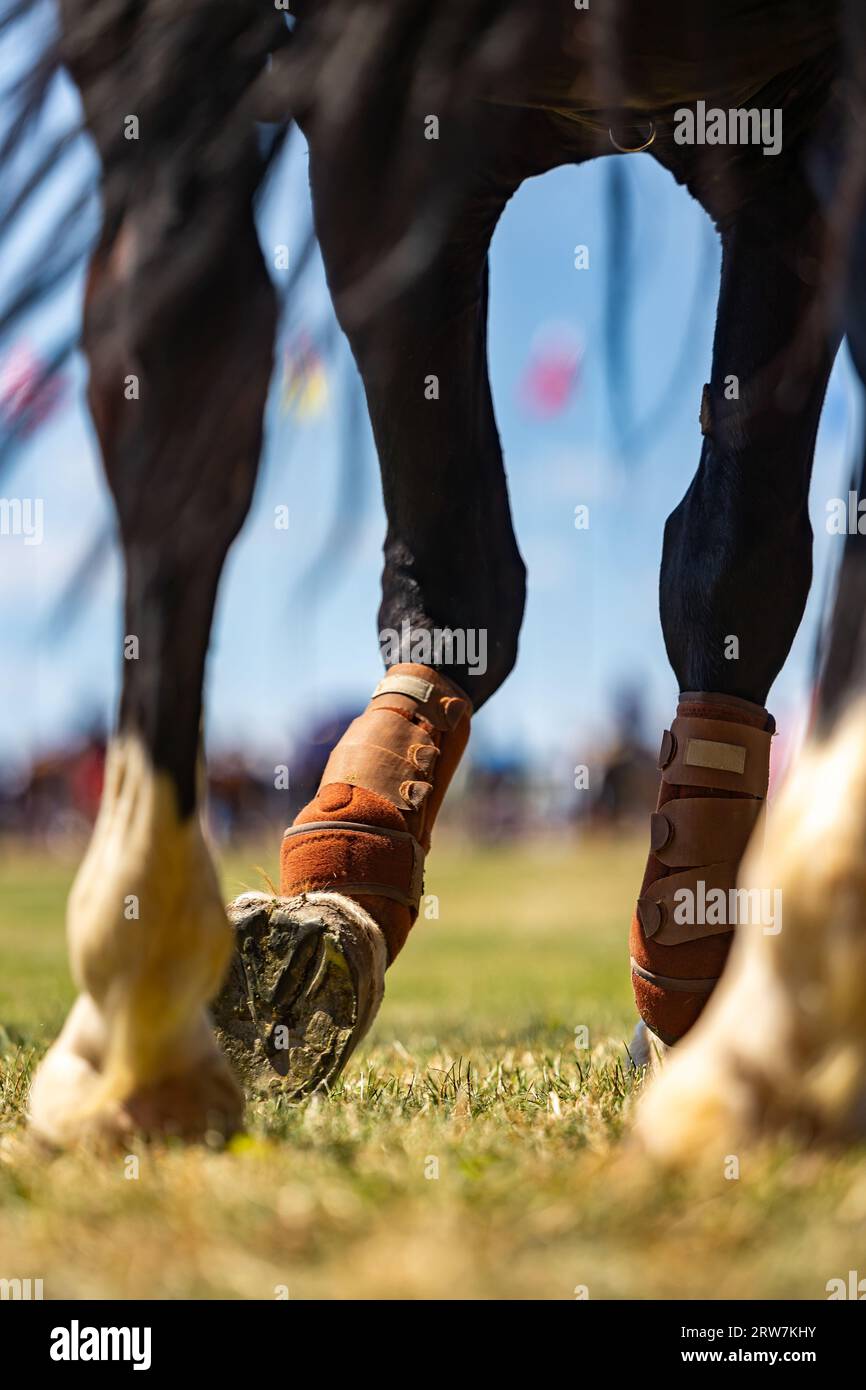Close-up of a black horse's hooves in motion. Partially blurred photo ...