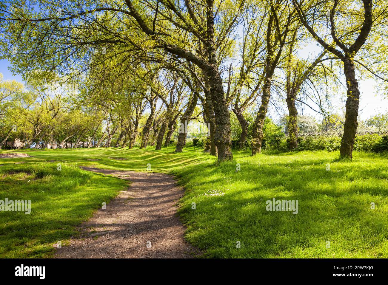Green city park with leaning trees and path Stock Photo - Alamy