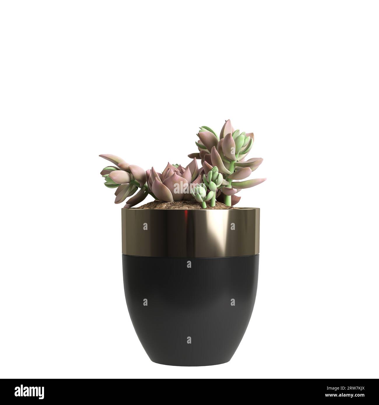 3d illustration of potted stone lotus plant isolated white background ...