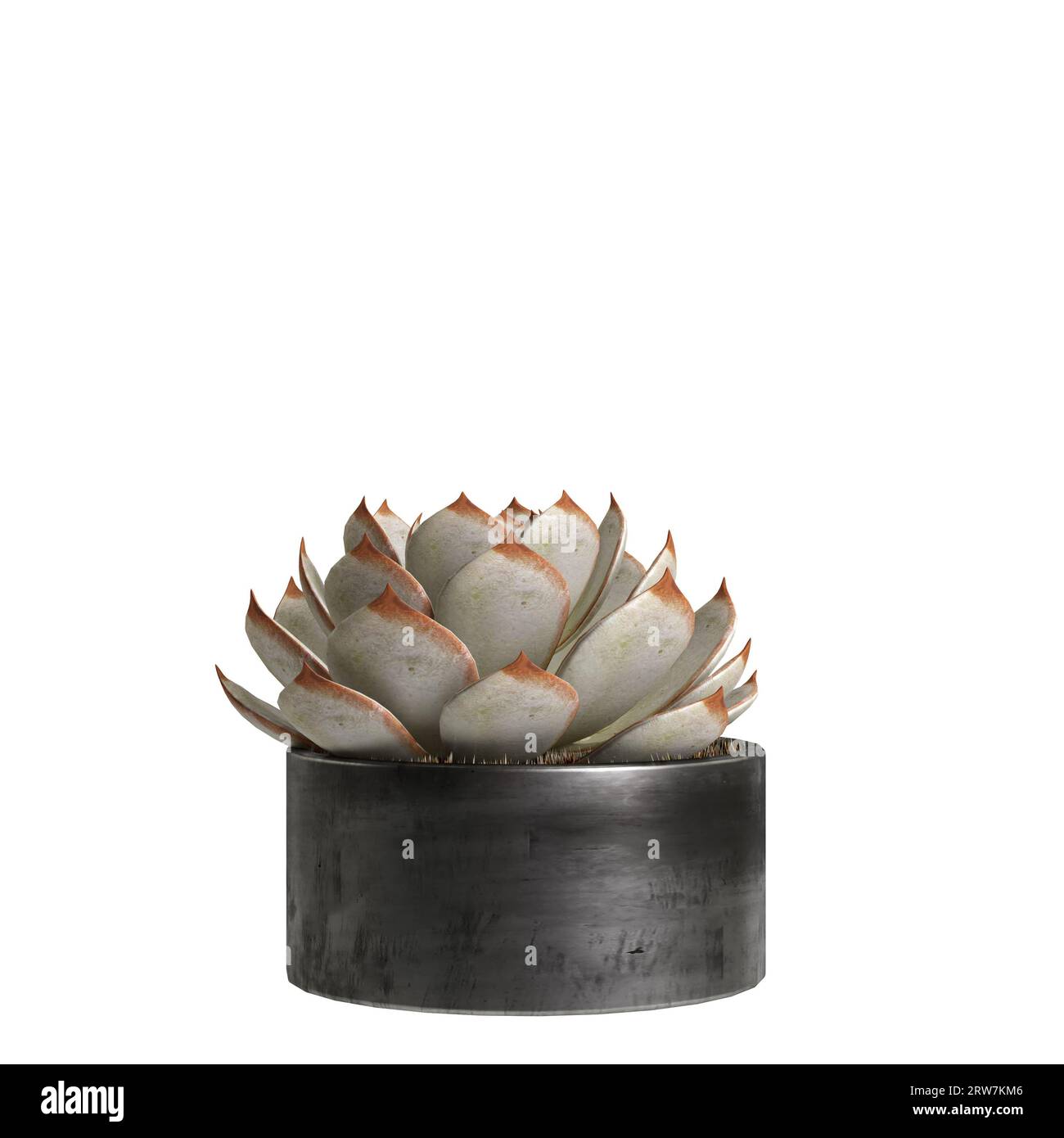 3d illustration of potted stone lotus plant isolated white background ...