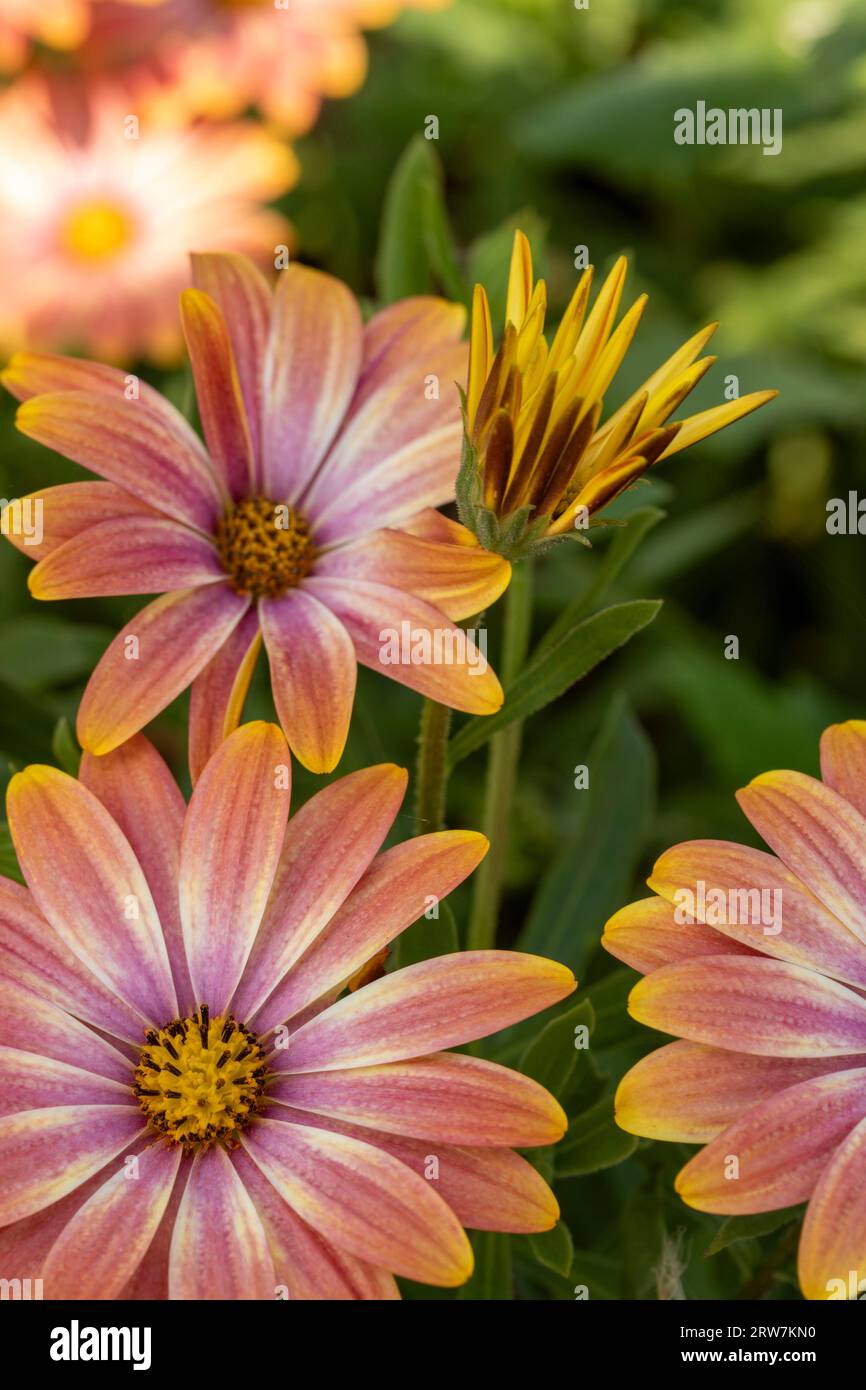 Natural close up flowering plant portrait of sweetly gorgeous ...