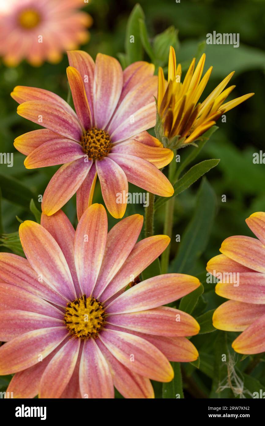 Natural close up flowering plant portrait of sweetly gorgeous ...