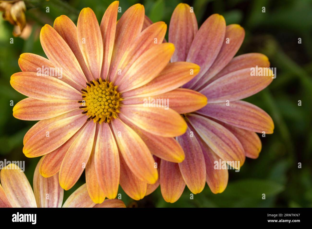 Natural close up flowering plant portrait of sweetly gorgeous ...
