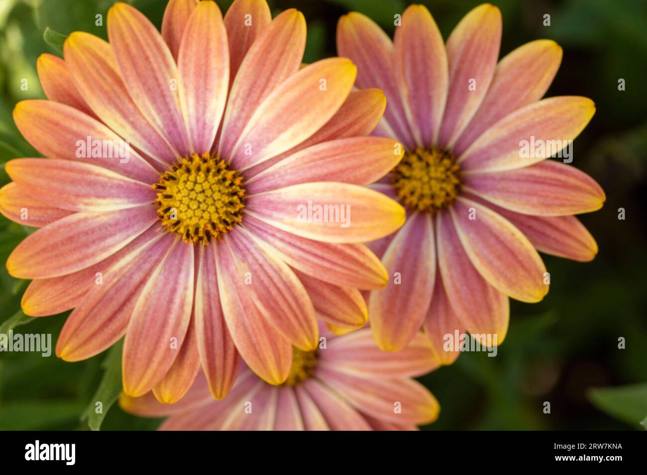 Natural close up flowering plant portrait of sweetly gorgeous ...