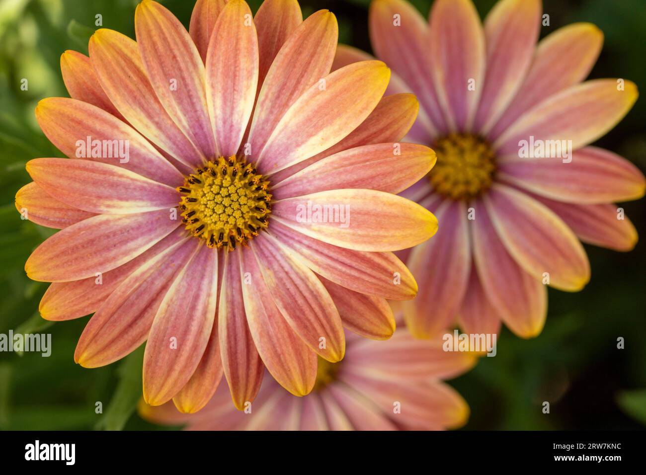 Natural close up flowering plant portrait of sweetly gorgeous ...