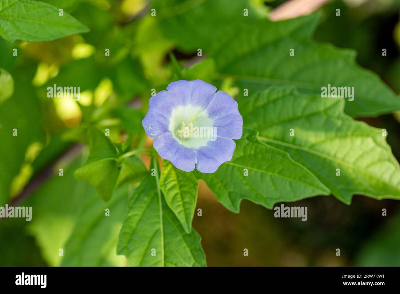 Natural close up flowering plant portrait of the prolifically beautiful ...