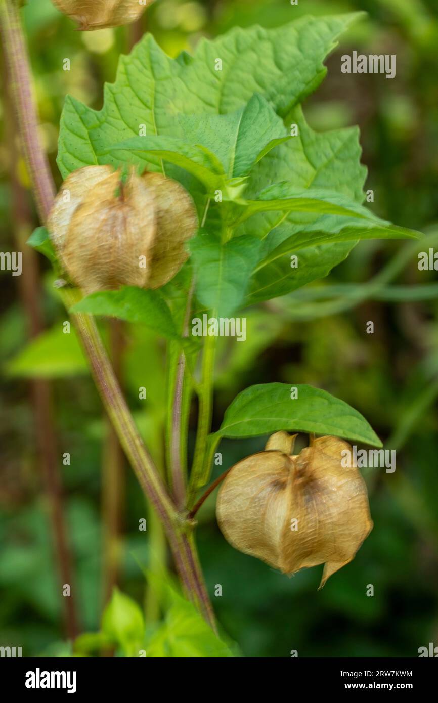Natural close up flowering plant portrait of the prolifically beautiful ...