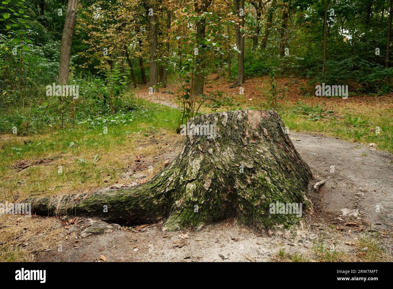 Horse chestnut bark texture hi-res stock photography and images - Alamy