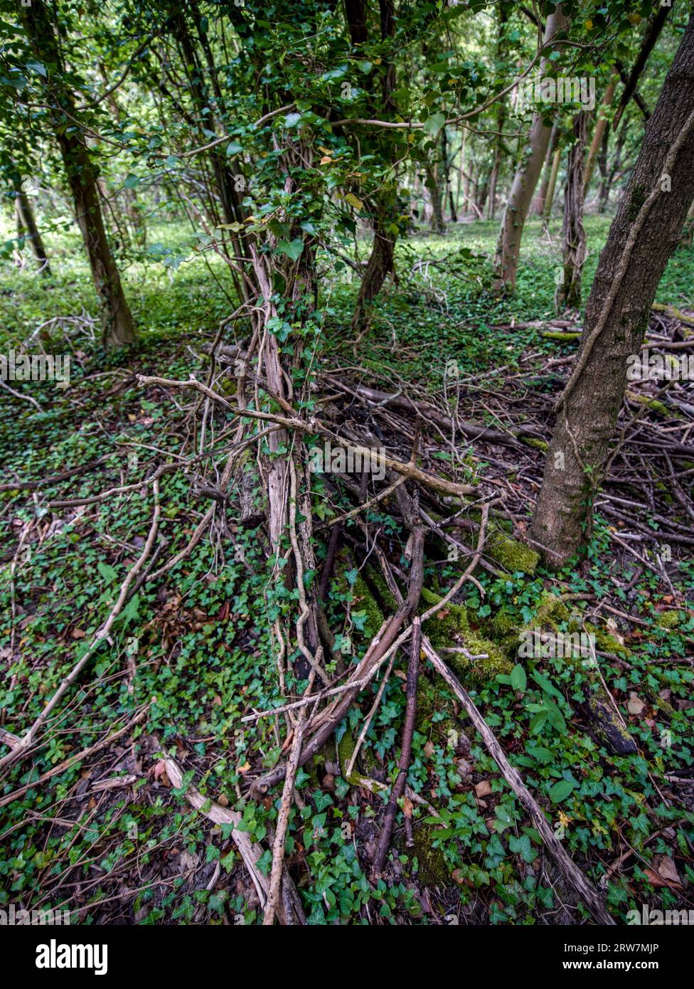 Natural semi close up environmental plant portrait showing intimate ...