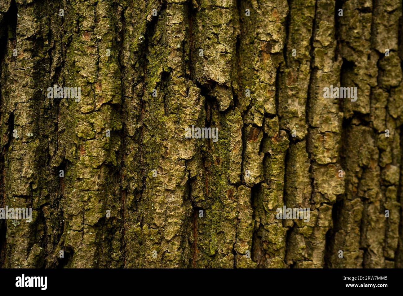 Background from the bark of an old chestnut tree Stock Photo - Alamy