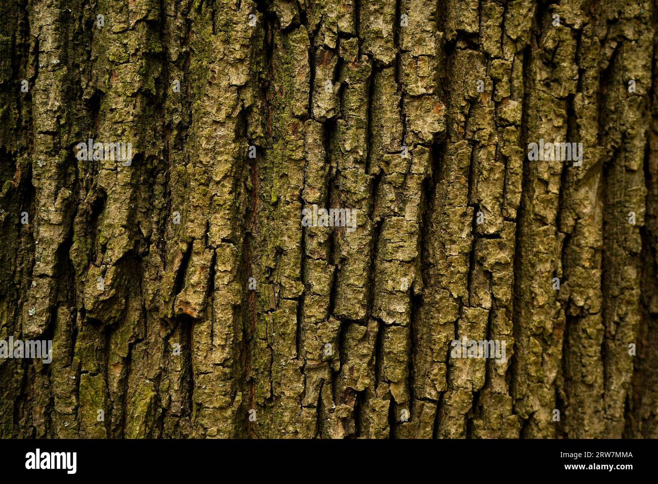 Peeling chestnut hi-res stock photography and images - Alamy