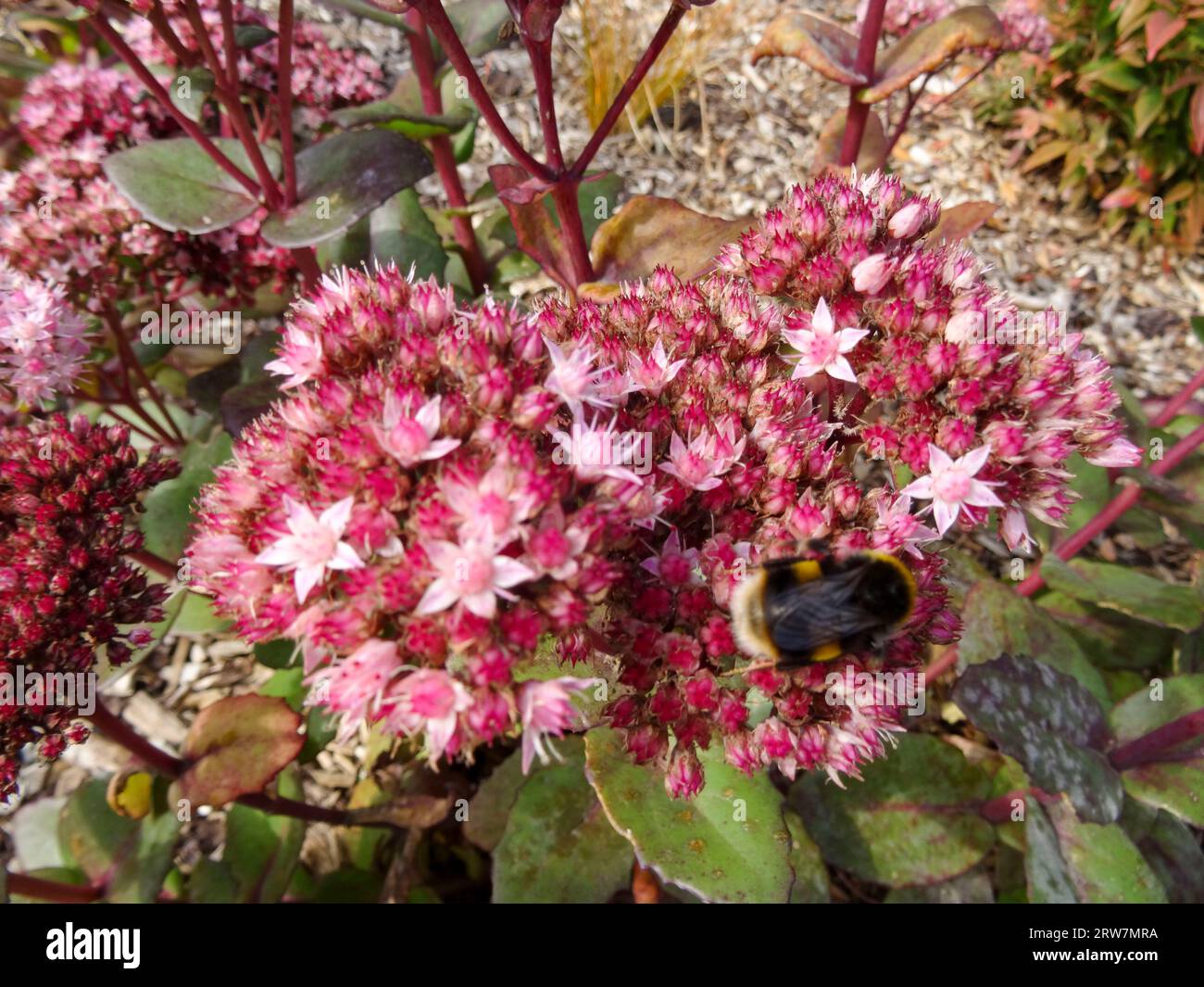 Natural close up pollinating plant portrait of Hylotelephium Matrona ...